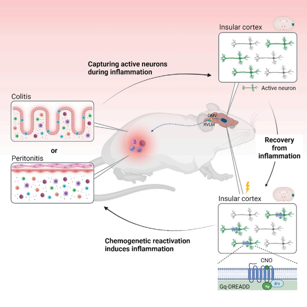 Cell最新：大脑可存储和检索特定的免疫反应，研究发现抑制外周炎症的一种有效手段|论文_新浪新闻