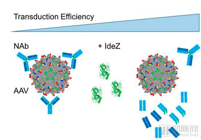 重组AAV基因载体rAAV治疗眼部疾病的四大技术瓶颈与解决方案__财经头条