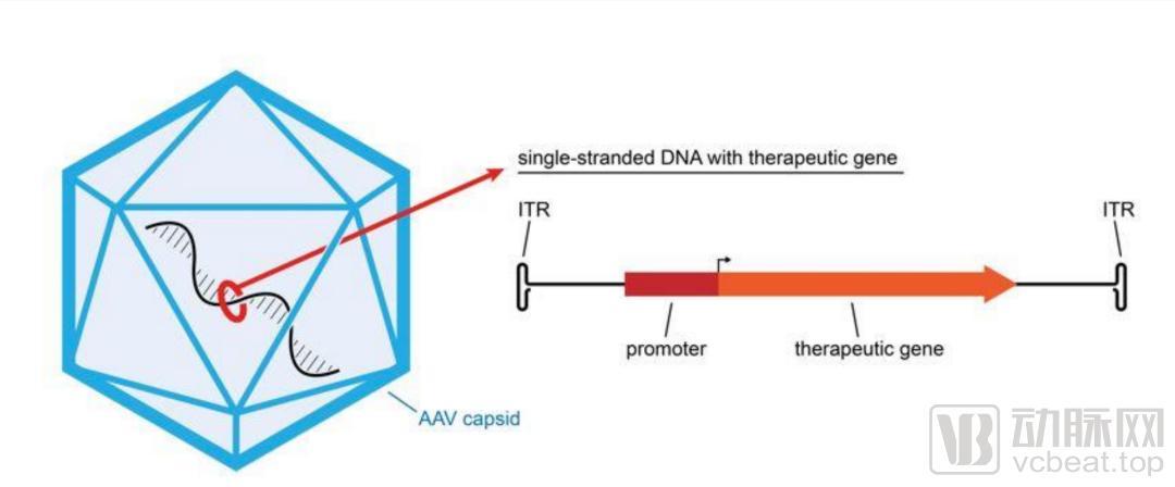 重组AAV基因载体rAAV治疗眼部疾病的四大技术瓶颈与解决方案__财经头条