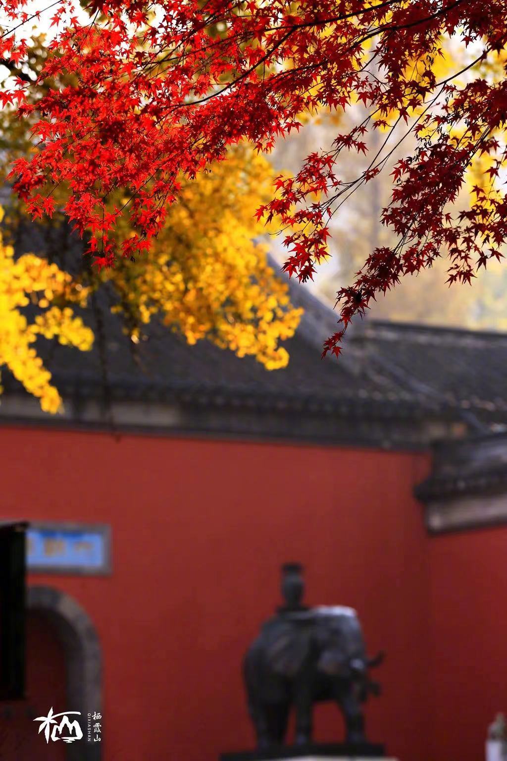 南京栖霞山最佳观赏期来了|南京市|栖霞山_新浪新闻