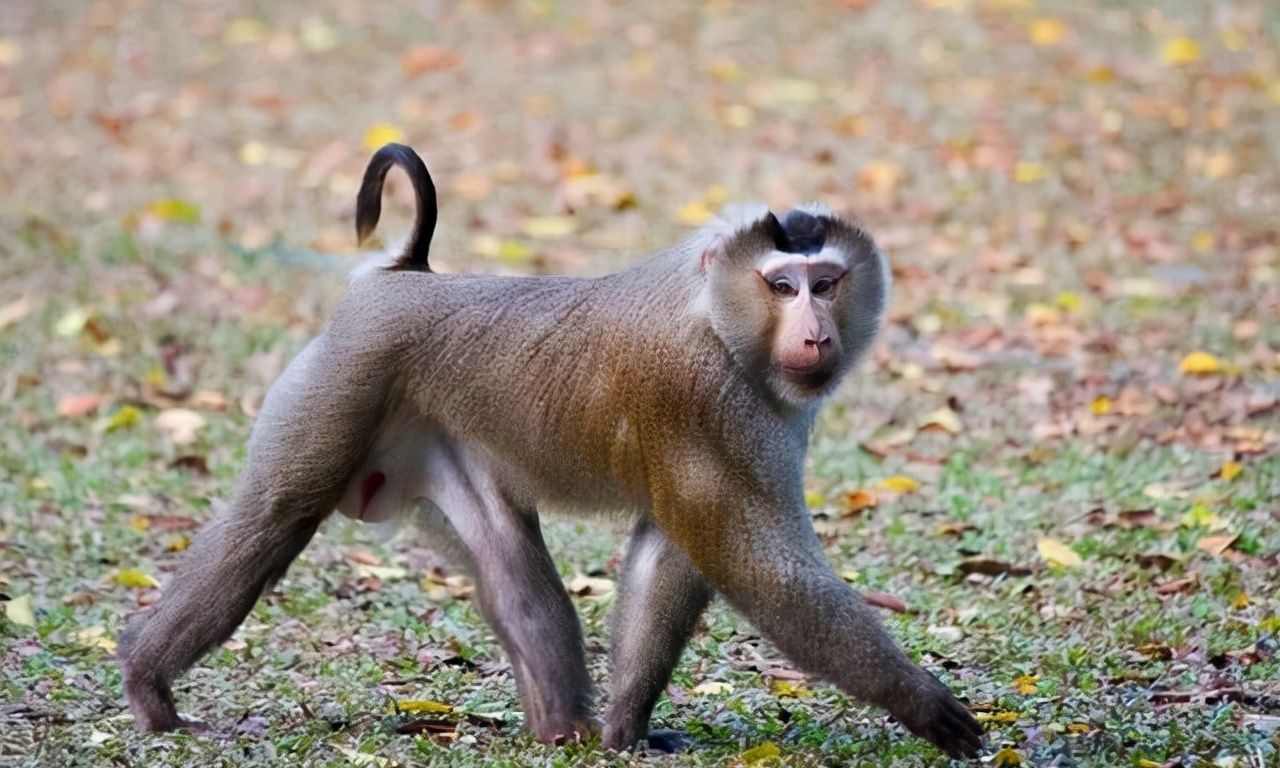 人类在进化过程中为什么把尾巴退化掉了？是如何消失的？