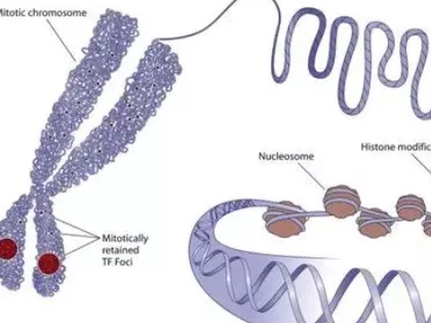 MDS-EB1与MDS-EB2哪里不一样？|骨髓|外周血|细胞_新浪新闻