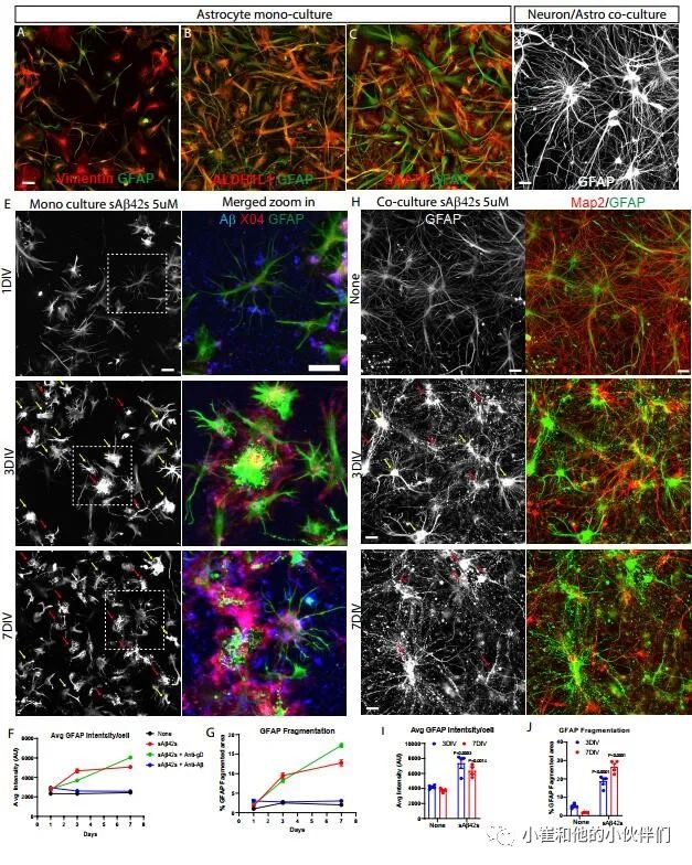 Nature Commun： iPSC 神经类细胞的自动培养平台进行AD建模