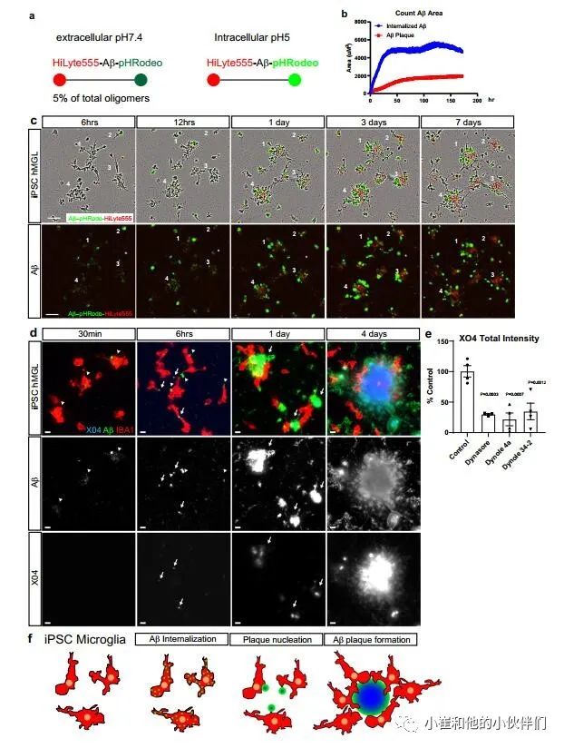 Nature Commun： iPSC 神经类细胞的自动培养平台进行AD建模