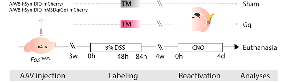 Cell：炎症反应在大脑留下的“免疫印迹” | 脑科学科普专栏24期__财经头条