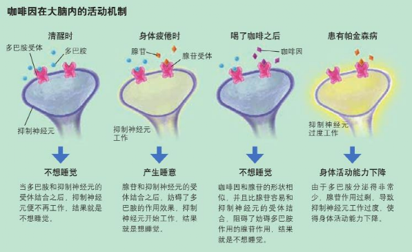 咖啡对人体有益还是有害？