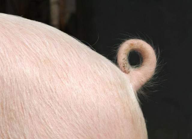 比猪肉要贵一倍的猪尾巴，由细长变成短粗