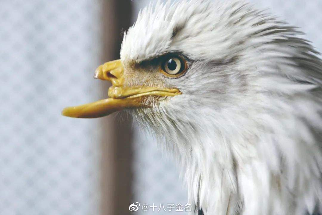 不顾事实的动物故事：拔毛断喙，涅槃重生 故事：鹰衰老之后……|故事|涅槃|老鹰_新浪新闻
