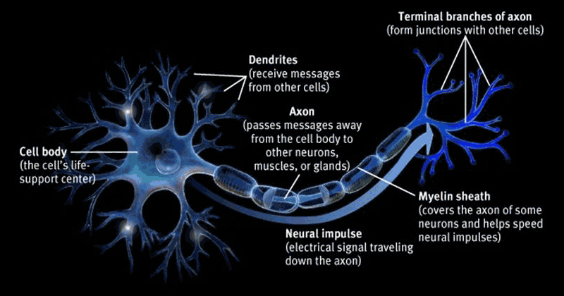 Nature：人类因何「生而为人」？MIT领衔发现人脑与众不同的新线索__财经头条
