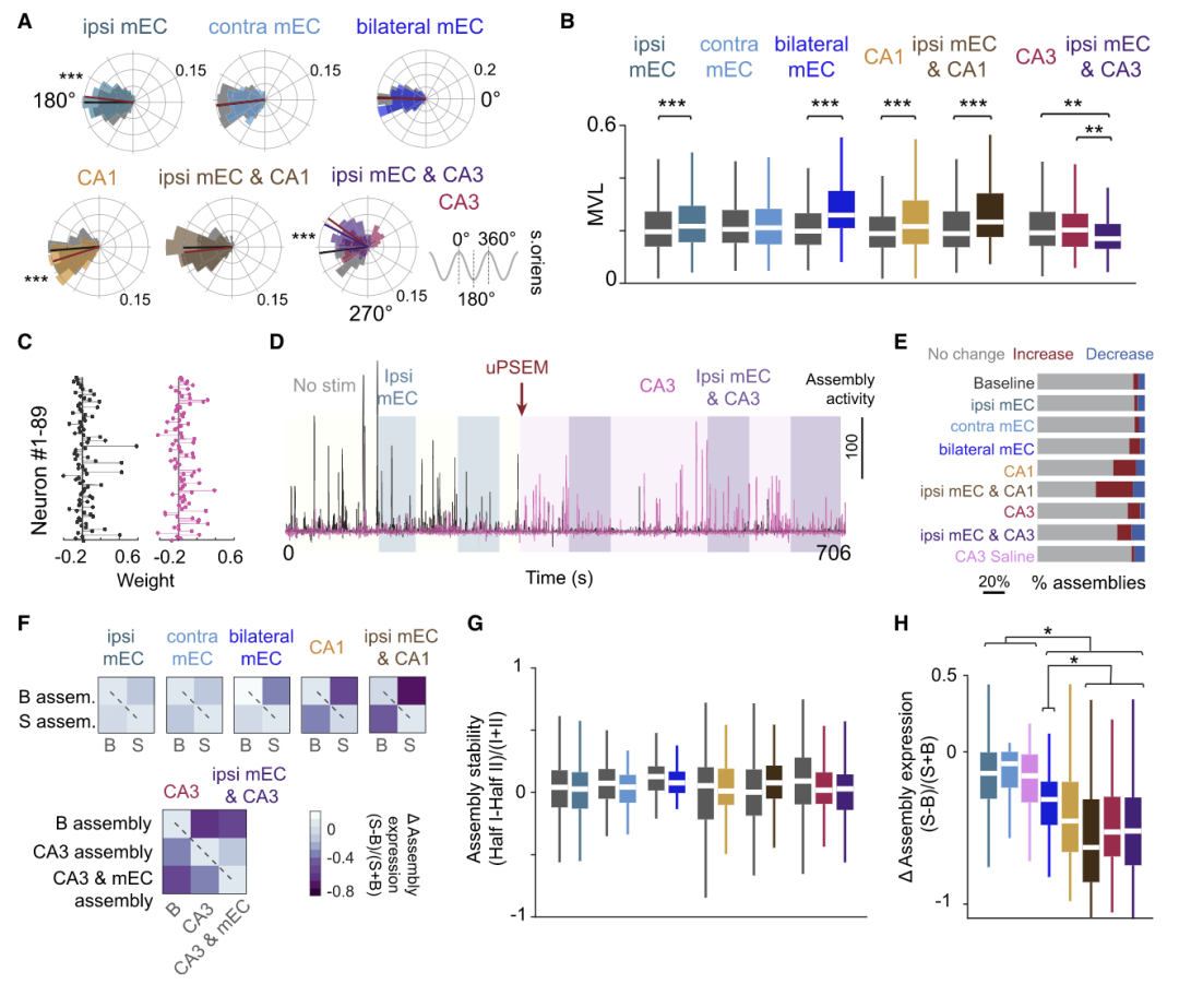 Neuron：海马CA1神经环路调控的奥秘|遗传学_新浪新闻