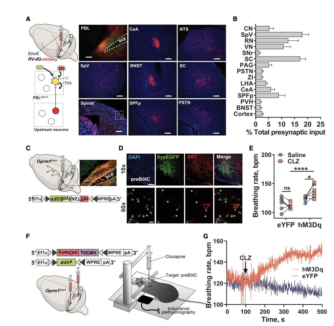 Neuron：调控呼吸、疼痛和焦虑的环路机制|遗传学_新浪新闻