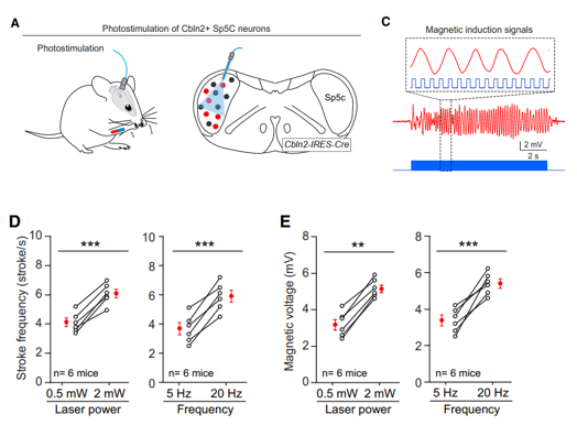 Neuron：曹鹏实验室发现重复刻板行为的闭环神经机制，为强迫症提供新理解|论文_新浪新闻