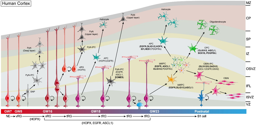Neurosci Bull：人类大脑皮质神经胶质细胞的发育起源机制|脑科学_新浪新闻