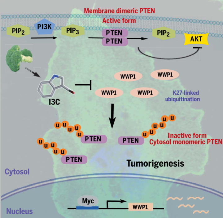 新靶点、新机制、新未来——2020年医药魔方转化医学TOP25|医学|基因_新浪新闻