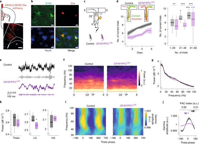 Nature Neurosci：研究发现前额叶皮层中神经元和星形胶质细胞间GABA能功能单元|胶质|神经元|细胞_新浪新闻