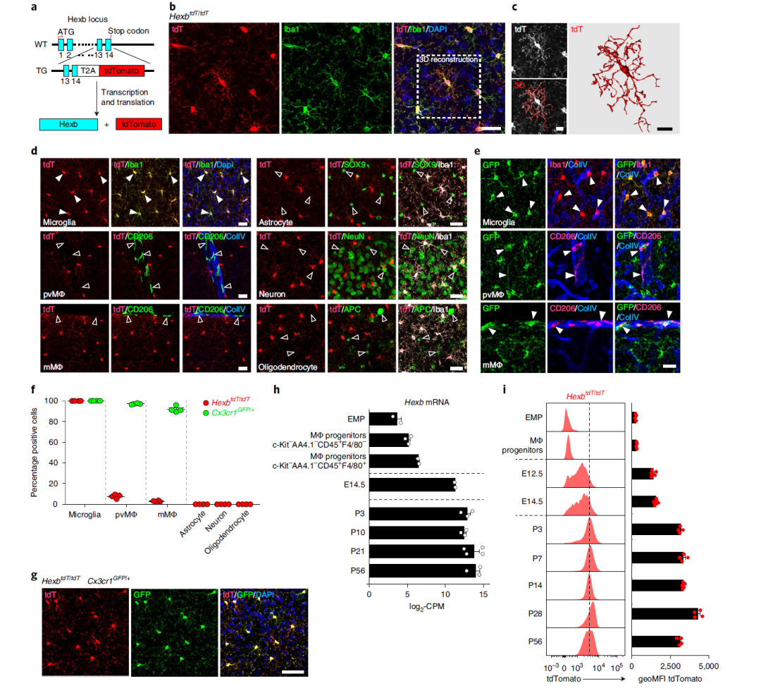 Nat Immunol：一种新型的小胶质细胞研究工具，为探索小胶质细胞开辟新途径|胶质|细胞|巨噬细胞_新浪新闻