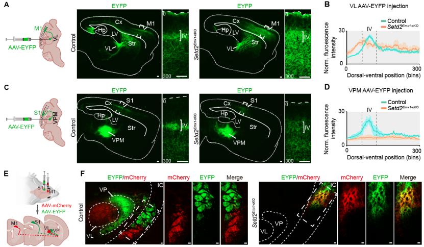 周严/吴旻等揭示SETD2在皮层图式形成和自闭症样行为中的作用机制|吴旻_新浪新闻