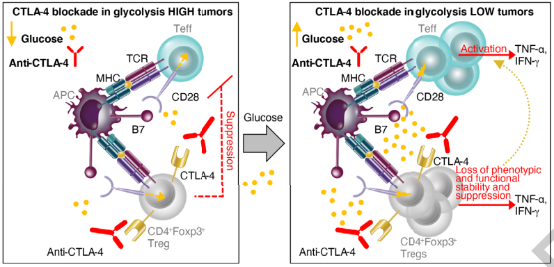 《自然》：免疫治疗又出了新机制！科学家发现CTLA-4阻断可干扰Treg功能，结合糖酵解抑制剂或有助于提升抗肿瘤免疫效果|癌细胞_新浪新闻