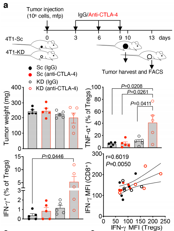 《自然》：免疫治疗又出了新机制！科学家发现CTLA-4阻断可干扰Treg功能，结合糖酵解抑制剂或有助于提升抗肿瘤免疫效果|癌细胞_新浪新闻