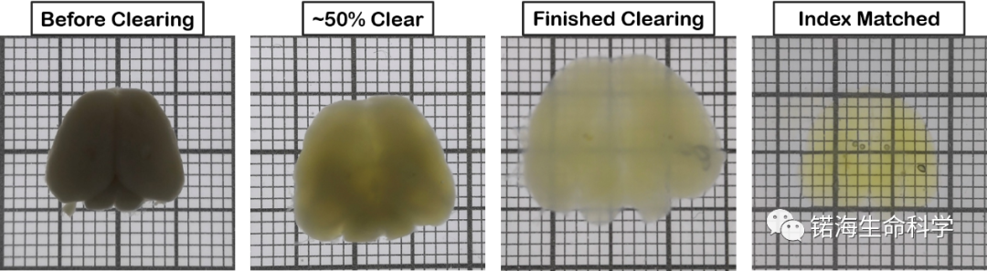 组织透明化染色和大组织3D荧光成像技术|科研_新浪新闻