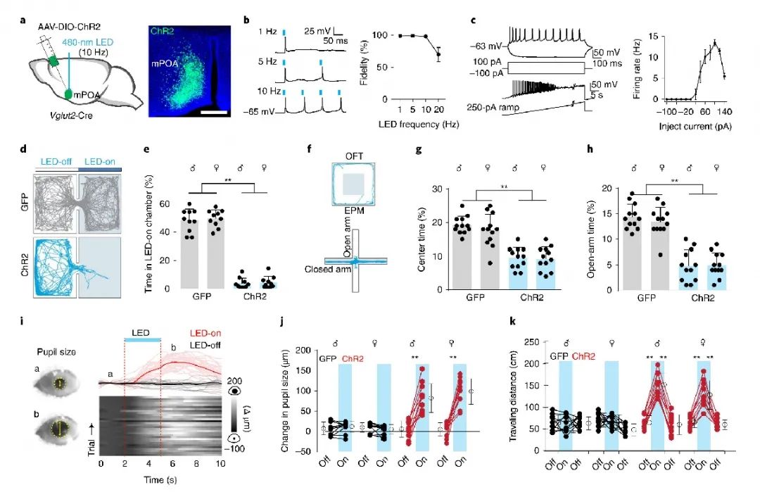 Nat Neurosci：揭秘mPOA参与焦虑和亲职行为的神经调控机制|和亲_新浪新闻