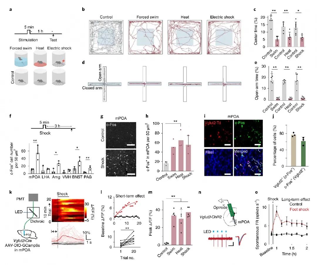 Nat Neurosci：揭秘mPOA参与焦虑和亲职行为的神经调控机制|和亲_新浪新闻