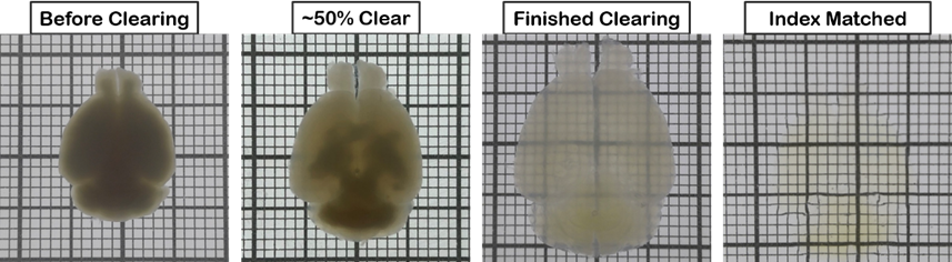 技术分享| 脑组织透明化三维成像|显微镜|生物|科研_新浪新闻