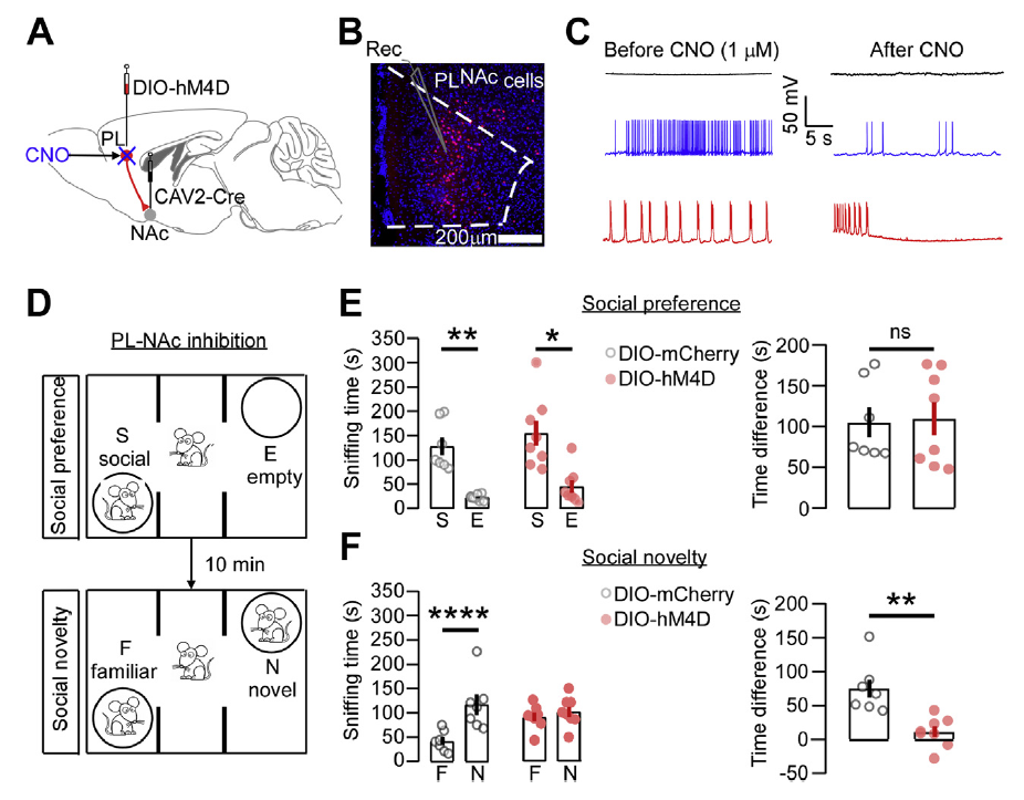 Biological Psychiatry新发现：mPFC中的一群特殊神经元参与编码社会记忆|神经元|记忆|社交_新浪新闻