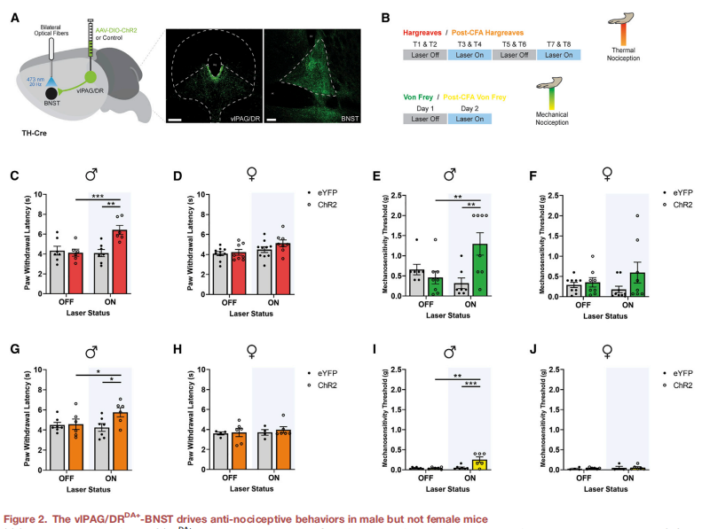 Neuron：疼痛感性别差异的神经环路新机制|雌鼠|环路|雄鼠_新浪新闻