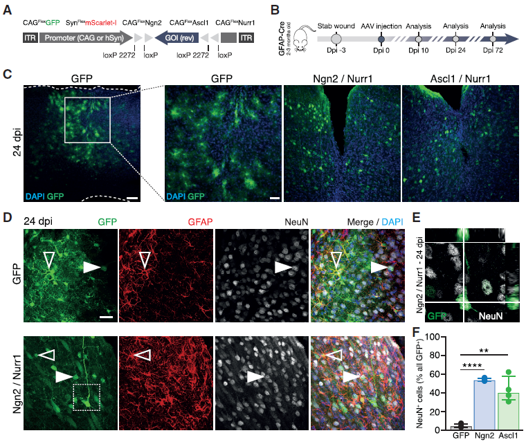 真没想到，用了『它』不到1个月就拿到了基因敲除小鼠！|基因_新浪新闻