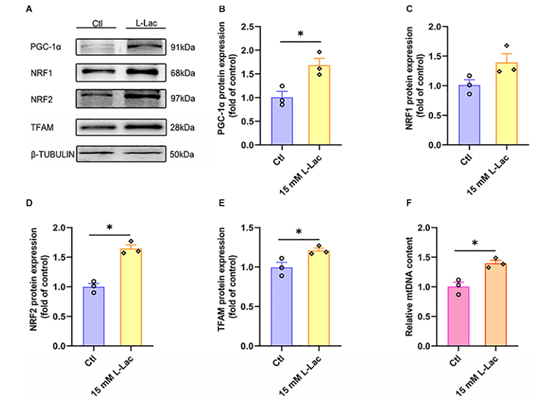 Front. Physiol：HIIT锻炼可调节海马BDNF表达和线粒体质量控制系统|生物_新浪新闻