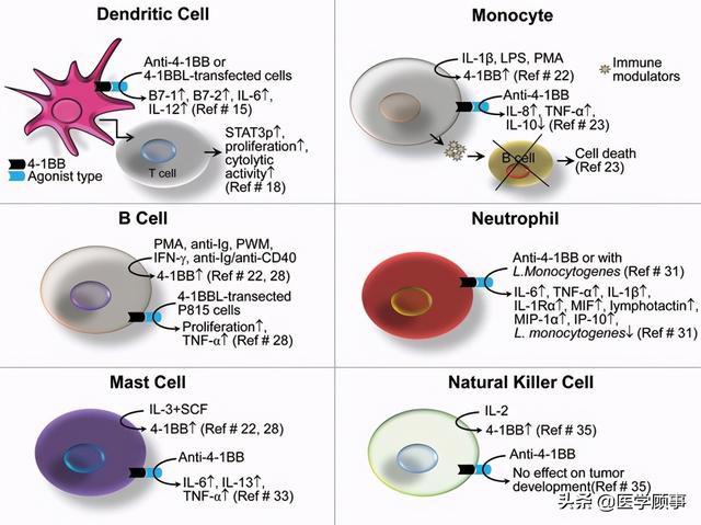 4-1BB（CD137）：T细胞共同刺激又一重要靶标|细胞|小鼠|免疫_新浪新闻