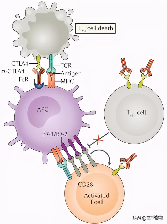 从T细胞基础科学到临床实践-免疫检查点抑制剂|FDA_新浪新闻