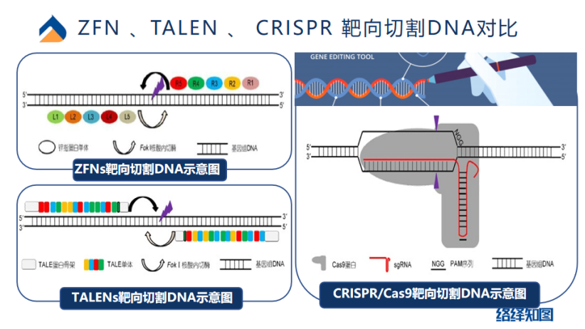 CRISPR/Cas9基因编辑技术大热，非病毒载体技术助力递送系统优化|基因|核酸|DNA_新浪新闻