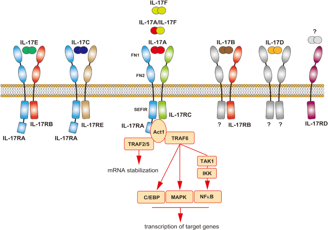 填补教科书！董晨院士团队首次发现白介素 IL-17D 受体|微生物_新浪新闻