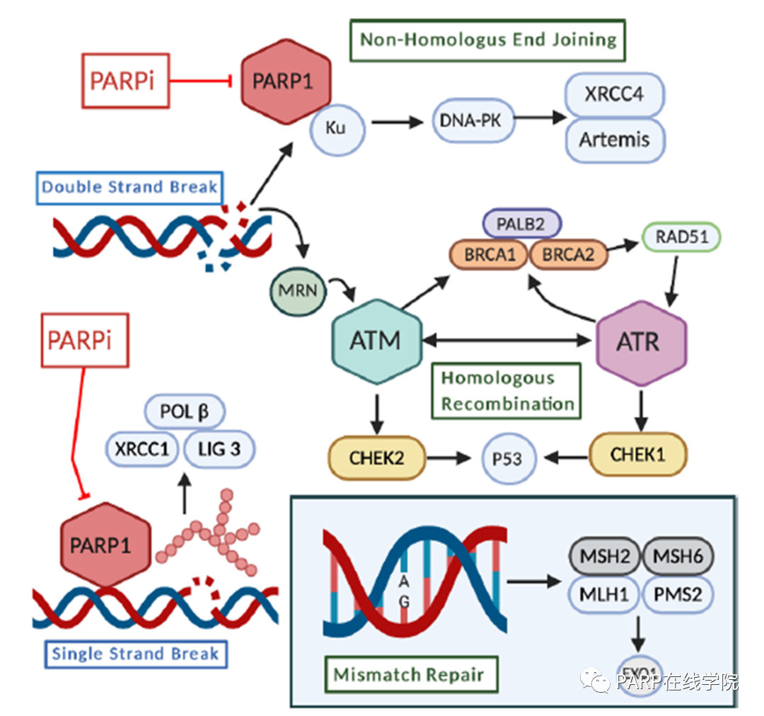 精准靶向-ctDNA助力PARP抑制剂在晚期前列腺癌的精准应用|DNA|基因_新浪新闻