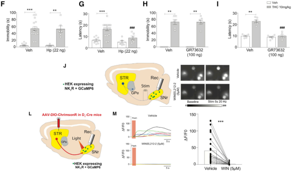 Neuron：神经环路的精细化研究思路——聚焦不同亚细胞定位受体介导不同的行为