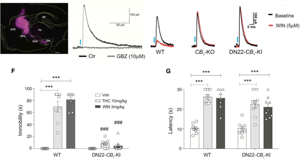 Neuron：神经环路的精细化研究思路——聚焦不同亚细胞定位受体介导不同的行为