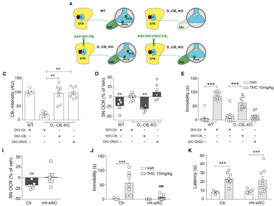 Neuron：神经环路的精细化研究思路——聚焦不同亚细胞定位受体介导不同的行为
