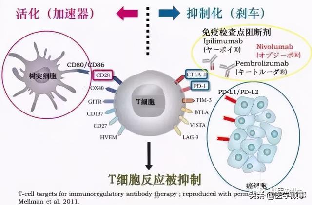 肿瘤免疫检查点抑制剂介绍|FDA_新浪新闻
