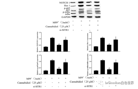 Front. Cell. Neurosci：大麻二醇的神经保护作用机制|Cell|大麻|细胞_新浪新闻
