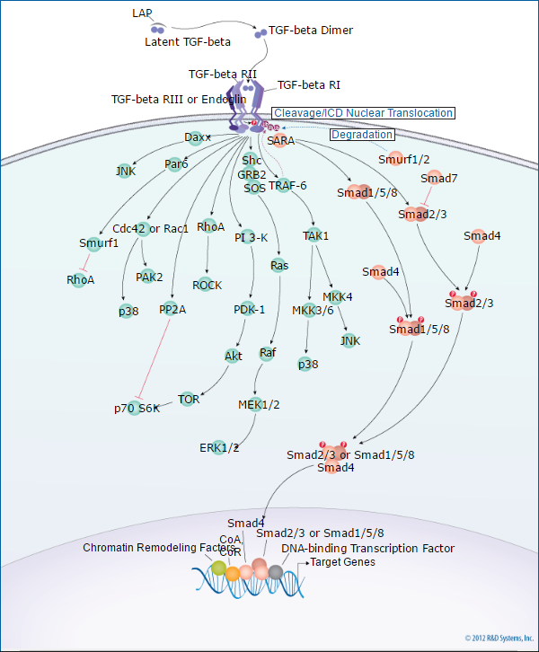 奥赛康申报ALK 5抑制剂，国内第5家|辉瑞_新浪新闻