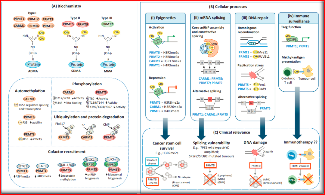 AACR年会报道的PRMT5，究竟有多大潜力？|基因_新浪新闻