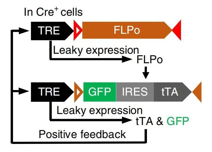 稀疏标记技术——实现对单个神经元的重构__财经头条