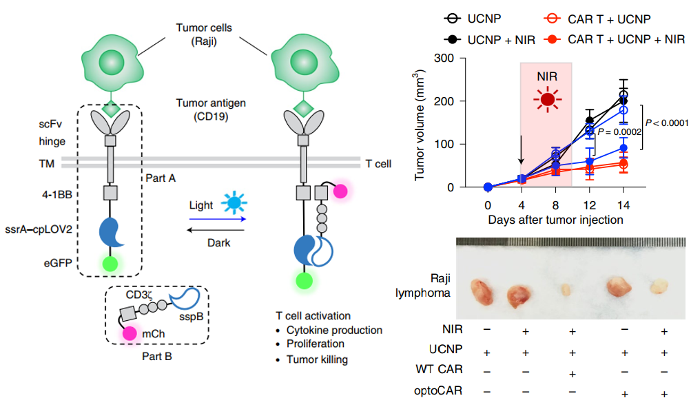 Nat Chem Biol：新型光遗传学工具cpLOV2助力远程基因工程控制|遗传学_新浪新闻