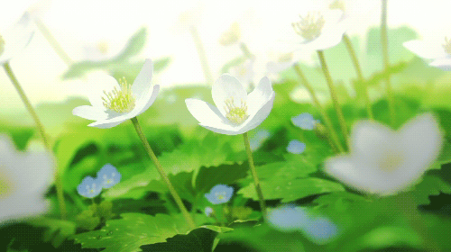 出去玩遇到漂亮的花儿，怎么拍才漂亮？__财经头条