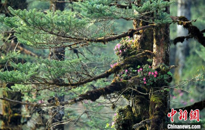 四川瓦屋山原始森林中绽放的树生野杜鹃|杜鹃花|四川|原始森林_新浪新闻