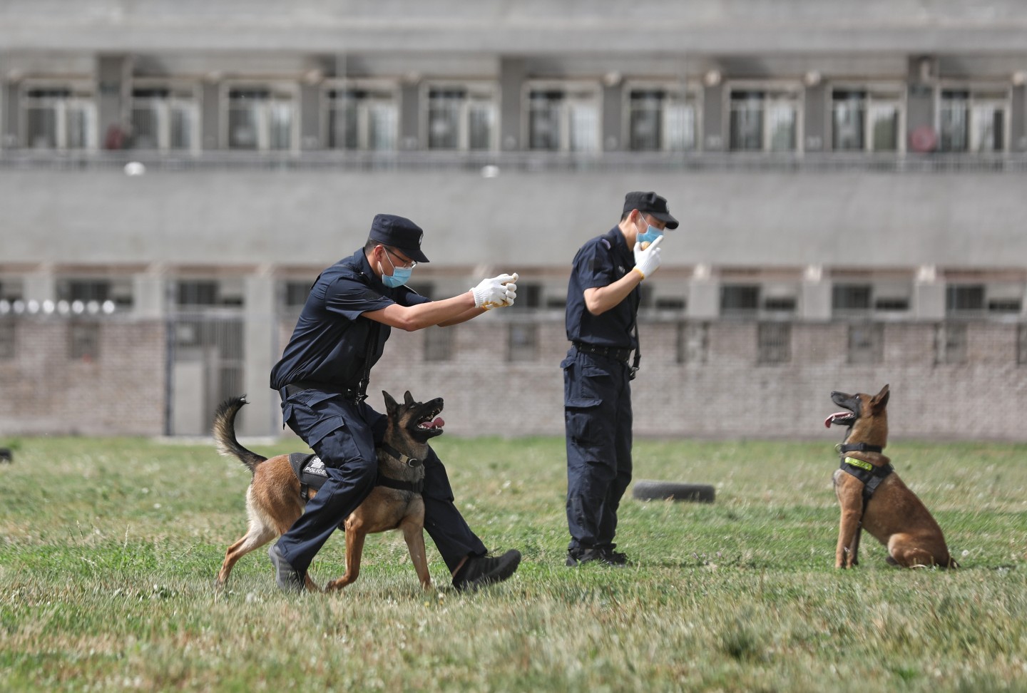被淘汰的受训犬就是“落榜生”？带你揭秘何为“受训犬”|公安部|警犬_新浪新闻