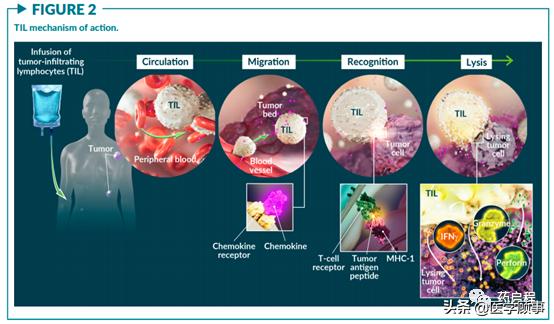 TIL治疗实体瘤的现状和未来方向