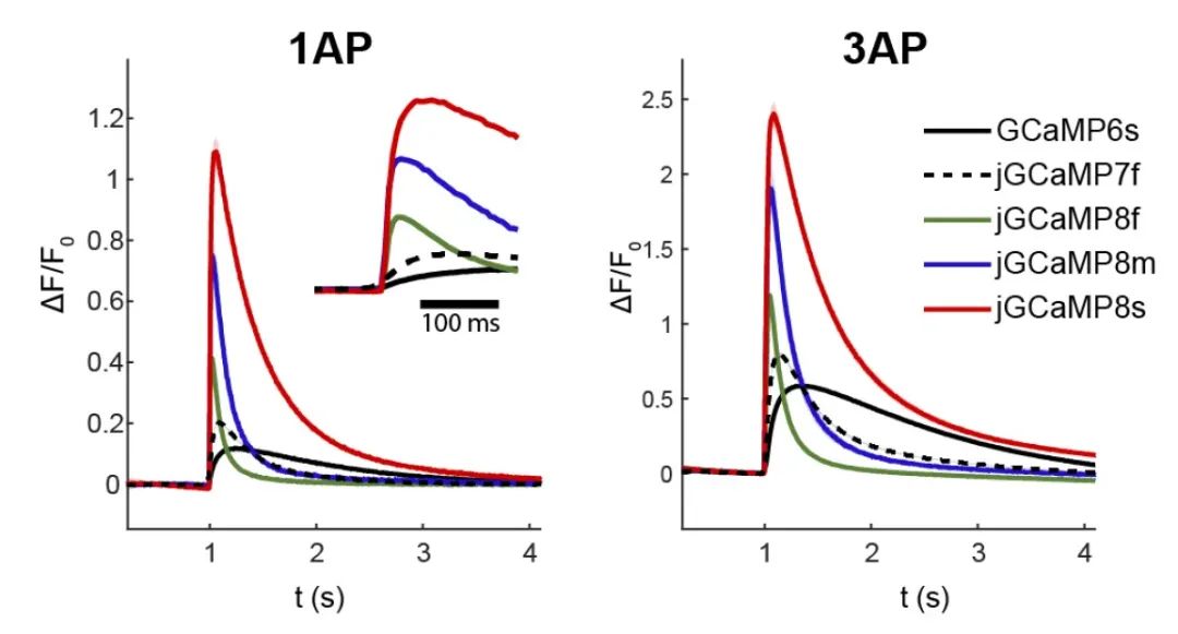 【新品发布】新一代jGCaMP8已至|和元生物|钙离子|蛋白_新浪新闻